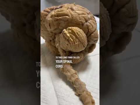 Human brain anatomy