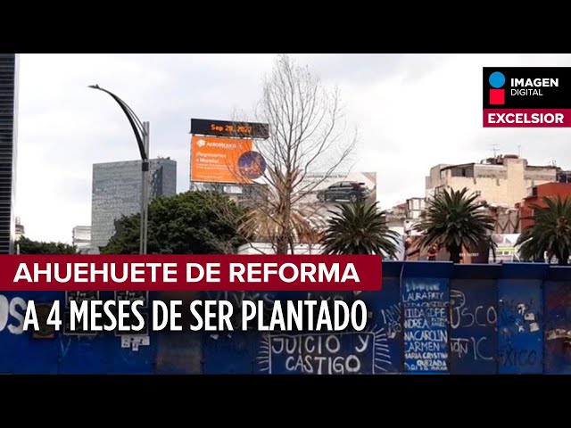 Ahuehuete de Reforma cumple cuatro meses y así se ve