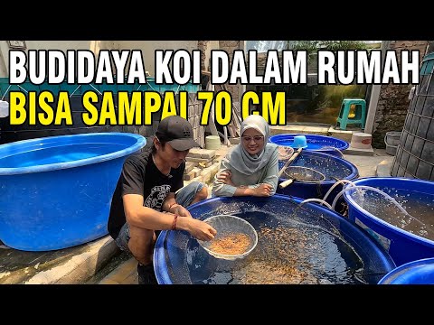 HANYA DIDALAM RUMAH, BUDIDAYA KOI BISA JUMBO