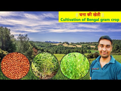 Cultivation of Bengal gram ll चने की खेती