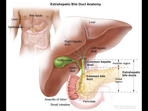 Anatomy of biliary tree