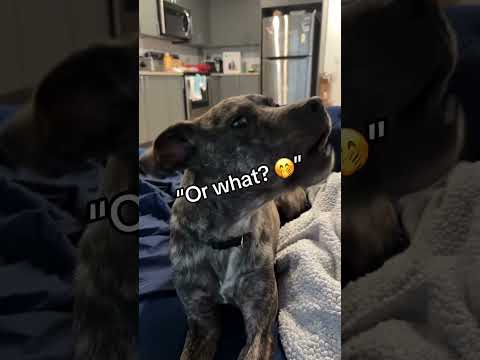 Talking dogs #foryou #funnypet #dog #pets