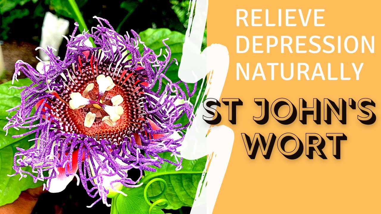 5 Health Benefits of Supplementing With St John's Wort | Side effects