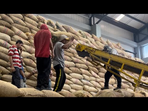 This is how 400 thousand kilos of coffee look