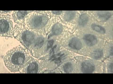 2.5.4 Describe the events that occur in the four phases of mitosis