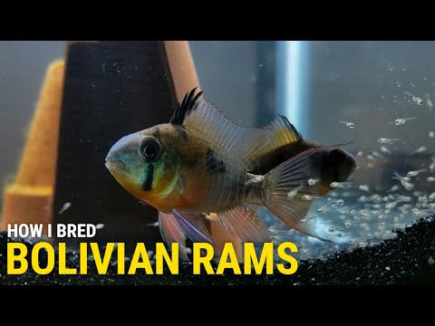 Breeding Guidance - Fish Breeding - C.A.R.E.