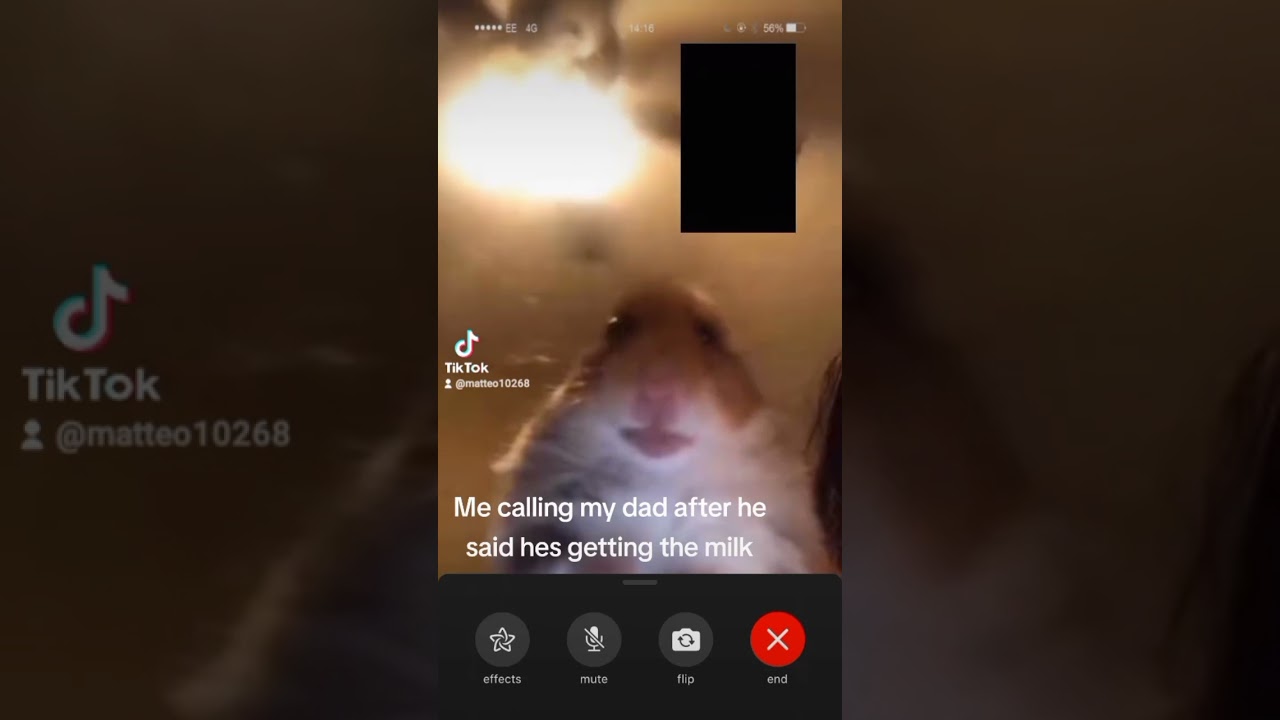 #hamster #subscribe #and #like #pls #dad #comment #calling #facecam #facetime #face #time