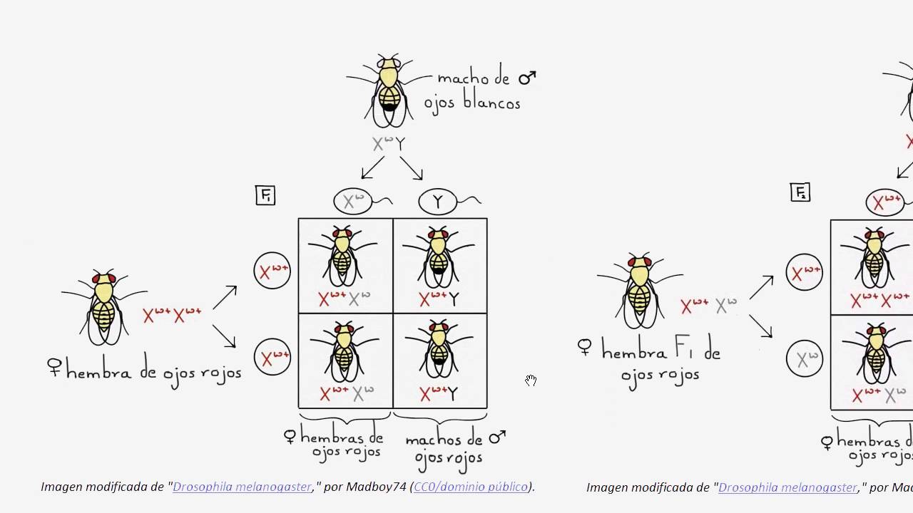 Thomas Hunt Morgan and the Fruit Flies | Biology | Khan Academy in Spanish