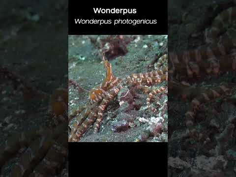 Find the octopus level 5 #biodiversity #underwater #cephalopod
