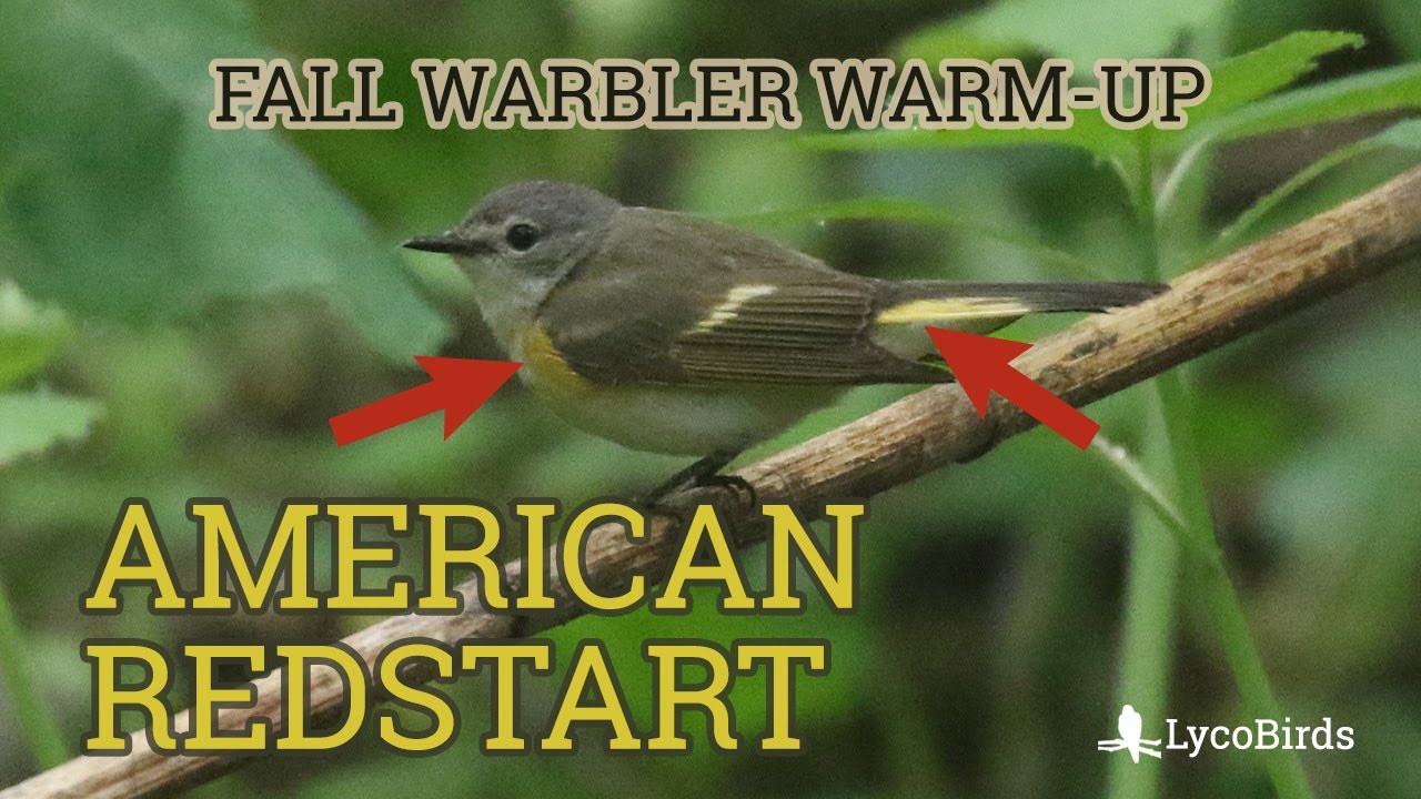 American Redstart Identification | Fall Warbler Warm-up