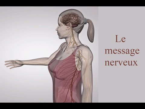 Les messages nerveux sensitifs et moteurs
