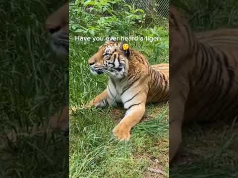 🤔?? #shorts #tiktok #viral #trending #roar #lion #lol #funny #fun #memes #fyp #fypシ #like