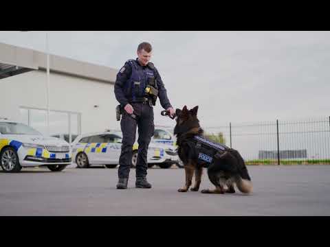What is it like being a Police Dog? | New Cops | New Zealand Police ...