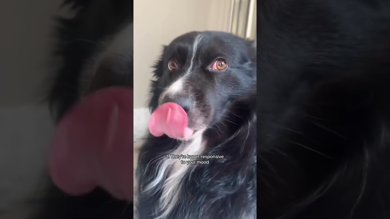 Things I wish I knew before owning a border collie🥹🫶 #bordercollies #bordercolliepuppy #dogowners