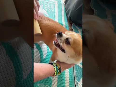 Best thing ever!!!!!!!! | Dog Grooming Tool | 2025 #dogsofyoutube