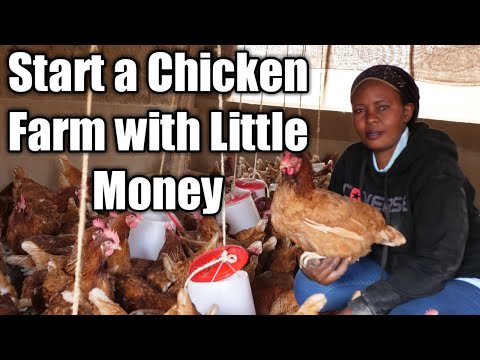 Start a Chicken Farm with Little Money