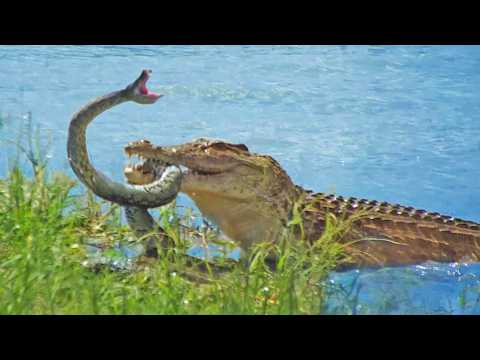Python Tries to Escape Crocodile