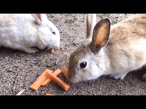 Wild rabbits eating carrots with great pleasure