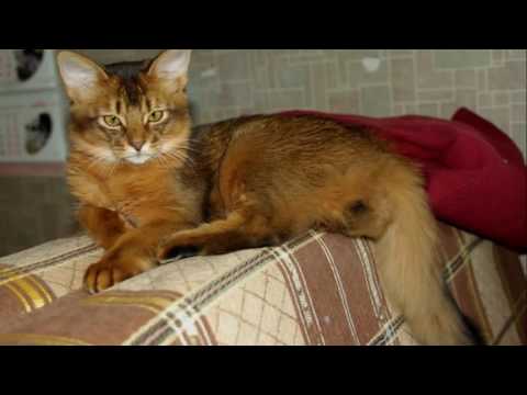 Somali cat History,Personality,Health,Care