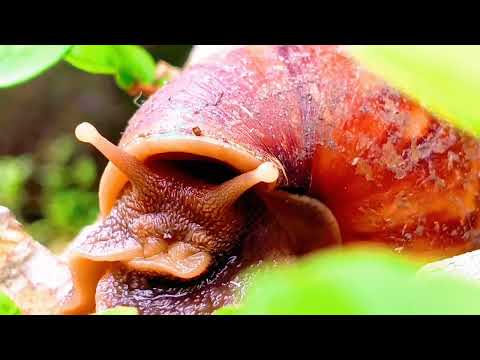 Shelled Goliath: Uncovering the Magic of the Giant Snail