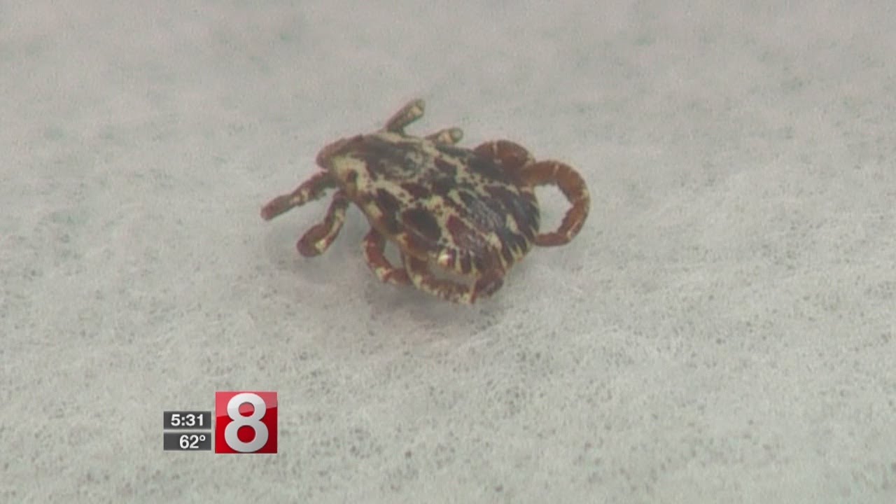 UConn tests ticks, which are active in fall