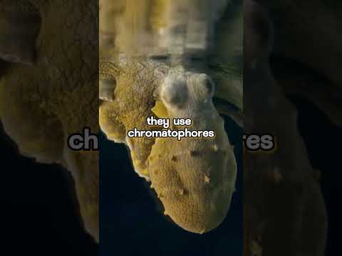 Exposing Animals: OCTOPUS VS CUTTLEFISH? WHO DOES IT BETTER?
