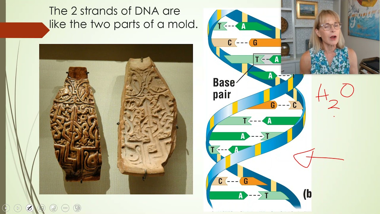 Lab 3 - Part 1 -  DNA lab