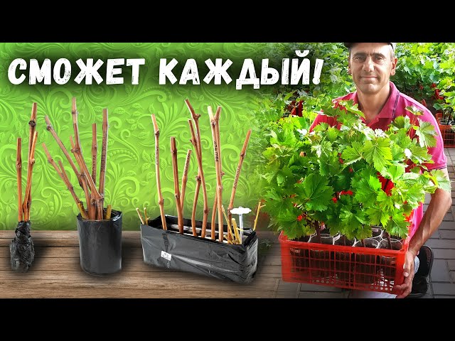 Как Прорастить Чубуки Винограда
