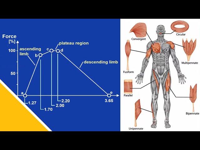 Understanding Muscle Mechanics and Their Applications in Sports ...