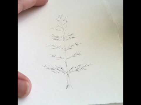 White Pine, tree drawing by Andrea Currie and PomonaLIFE