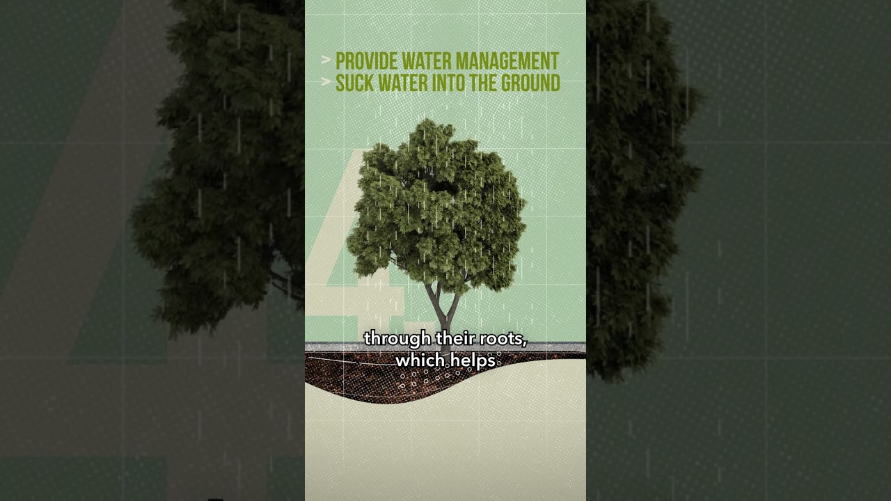 Why Trees 🌳 Are So Important | Bloomberg Philanthropies