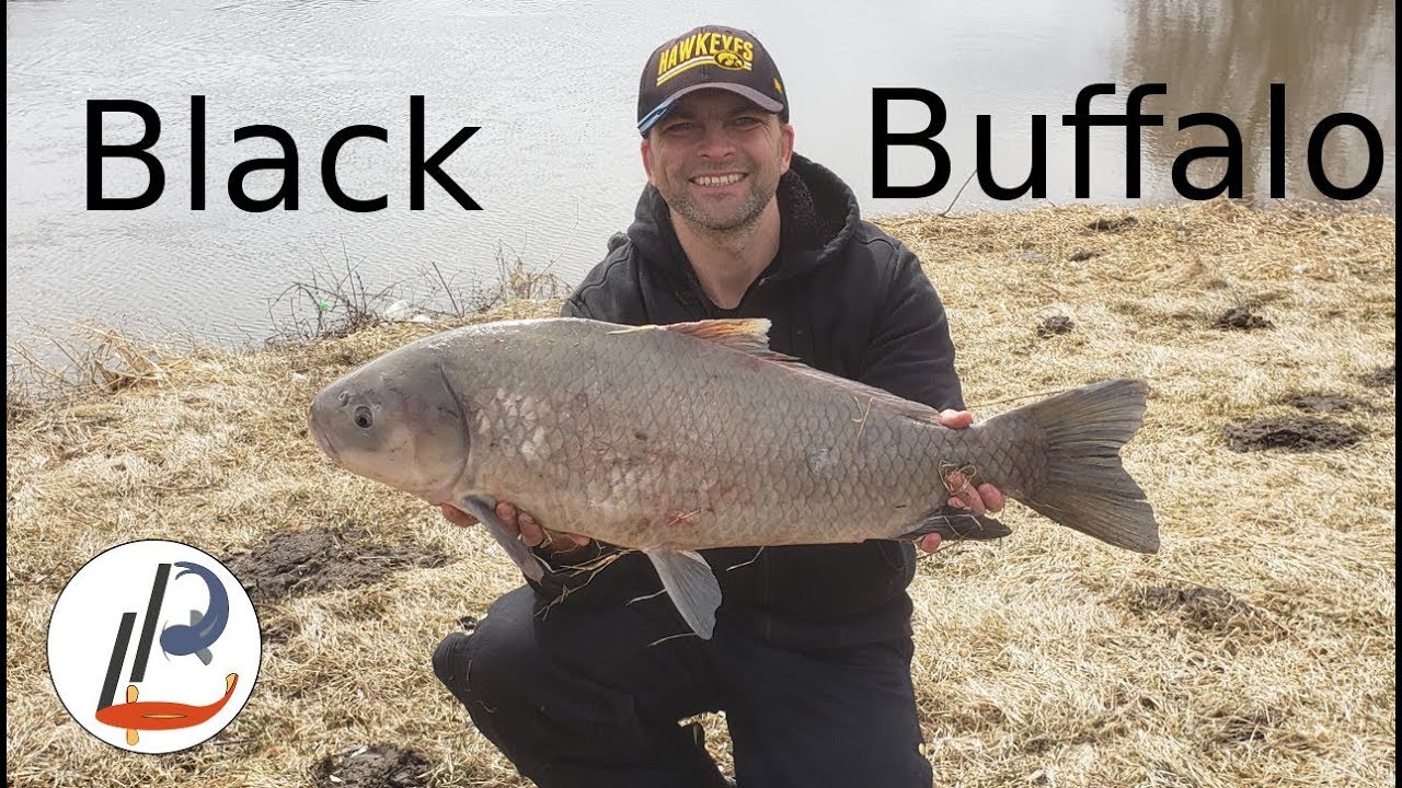 Black Buffalo - How to catch and ID