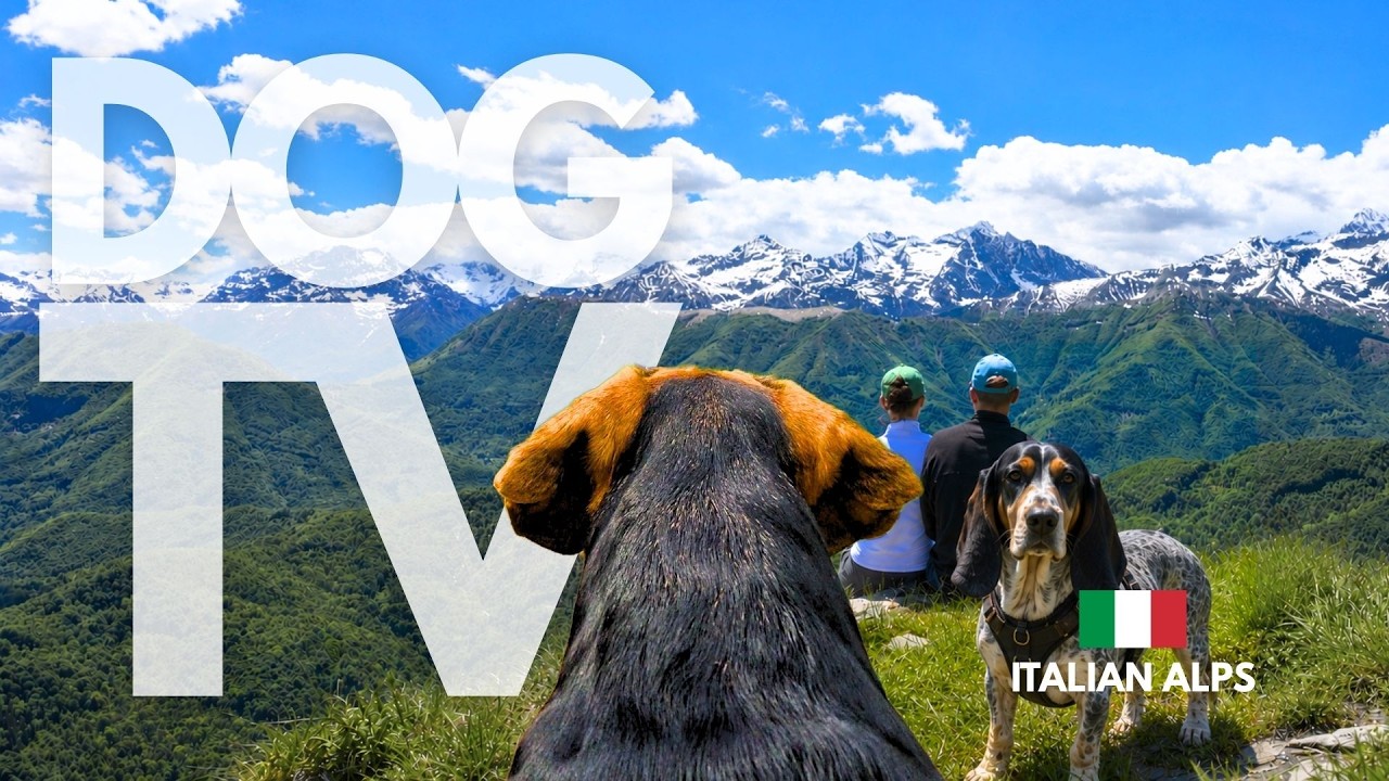TheDogCam | 10hrs of Italian Alps Virtual Dog Walks Towards Mountain Peaks 🐾🏔️ GoPro Dog POV