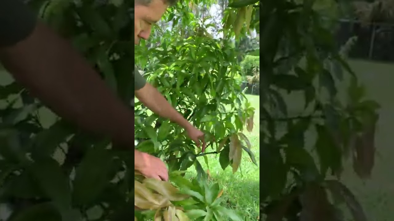 Philippine Mango