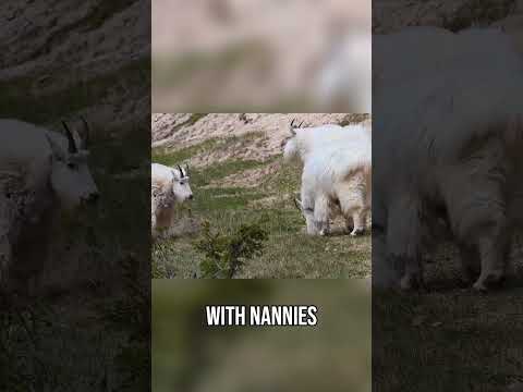 The Aggressive World of Mountain Goats Unveiling the Hostile Nannies