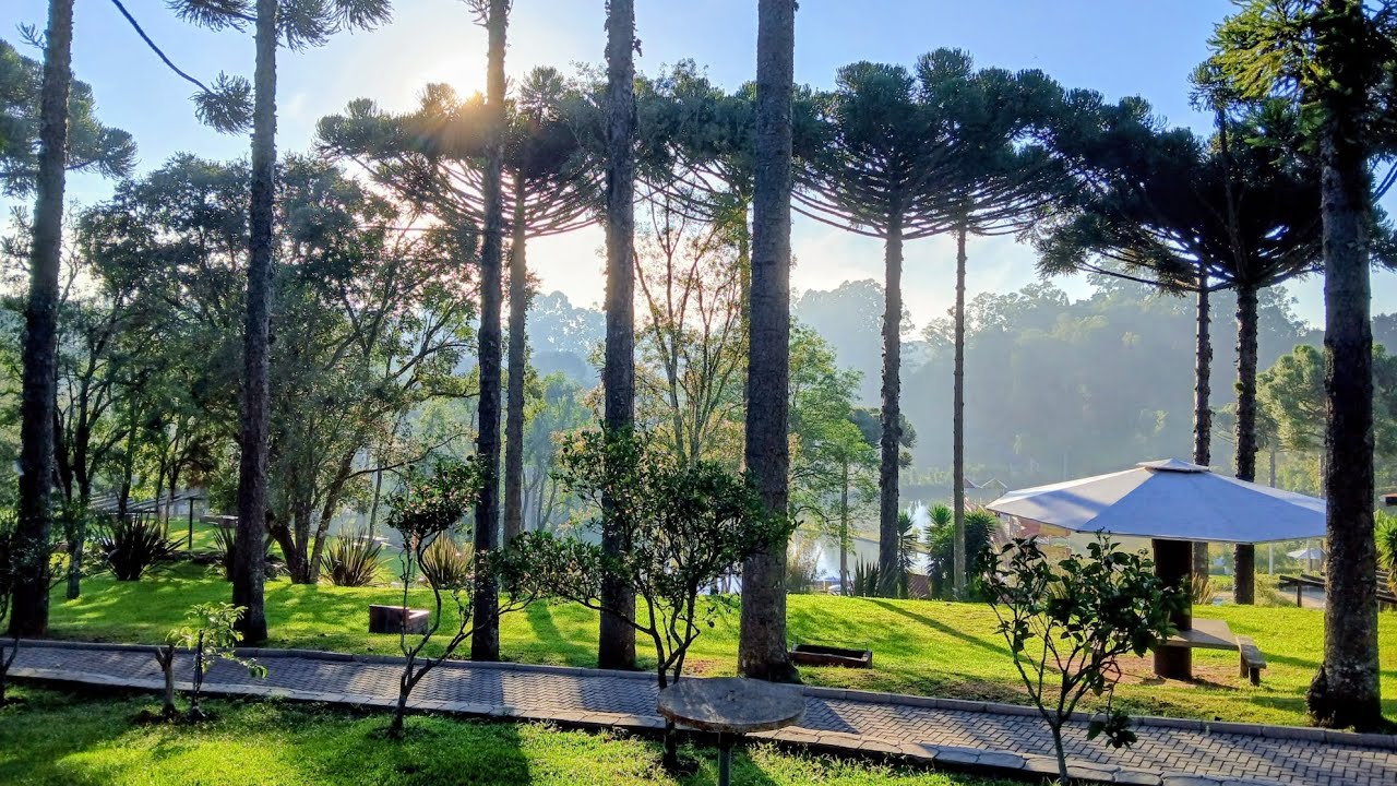 Pine forest park, we went camping in Flores da Cunha.