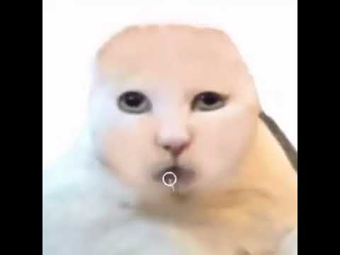 """cat girl"""