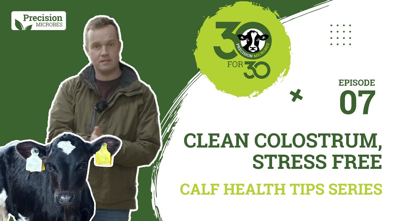 Calf Health Tips - Episode 7: Clean Colostrum, Stress Free