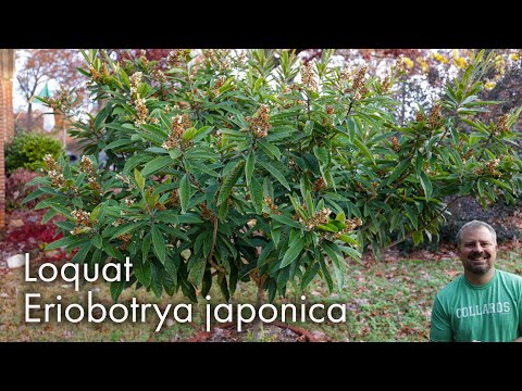 Loquat - Eriobotrya japonica