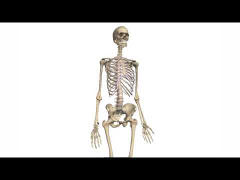 Radius u0026 Ulna 3D Anatomy Tutorial YouTube