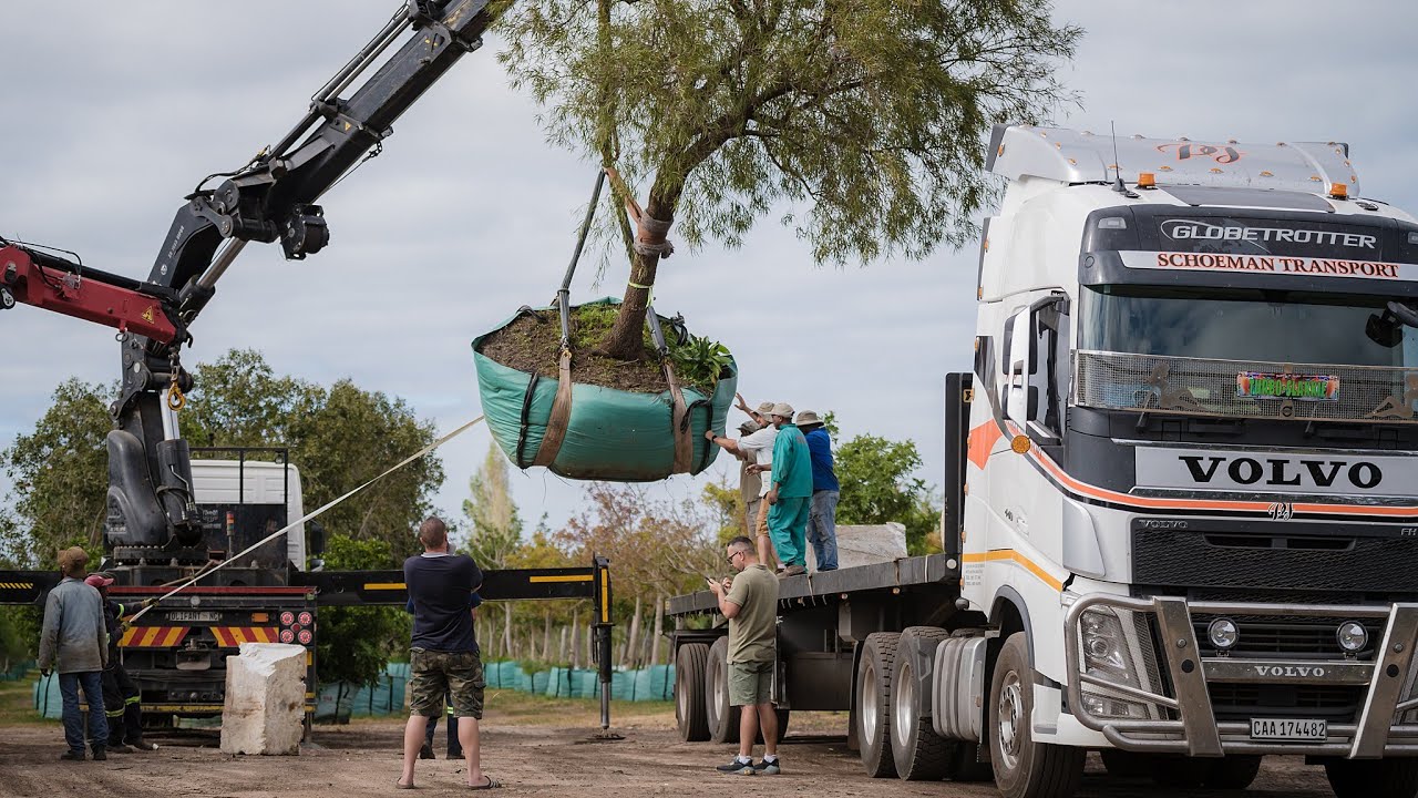 Mature Tree Loading & Transportation