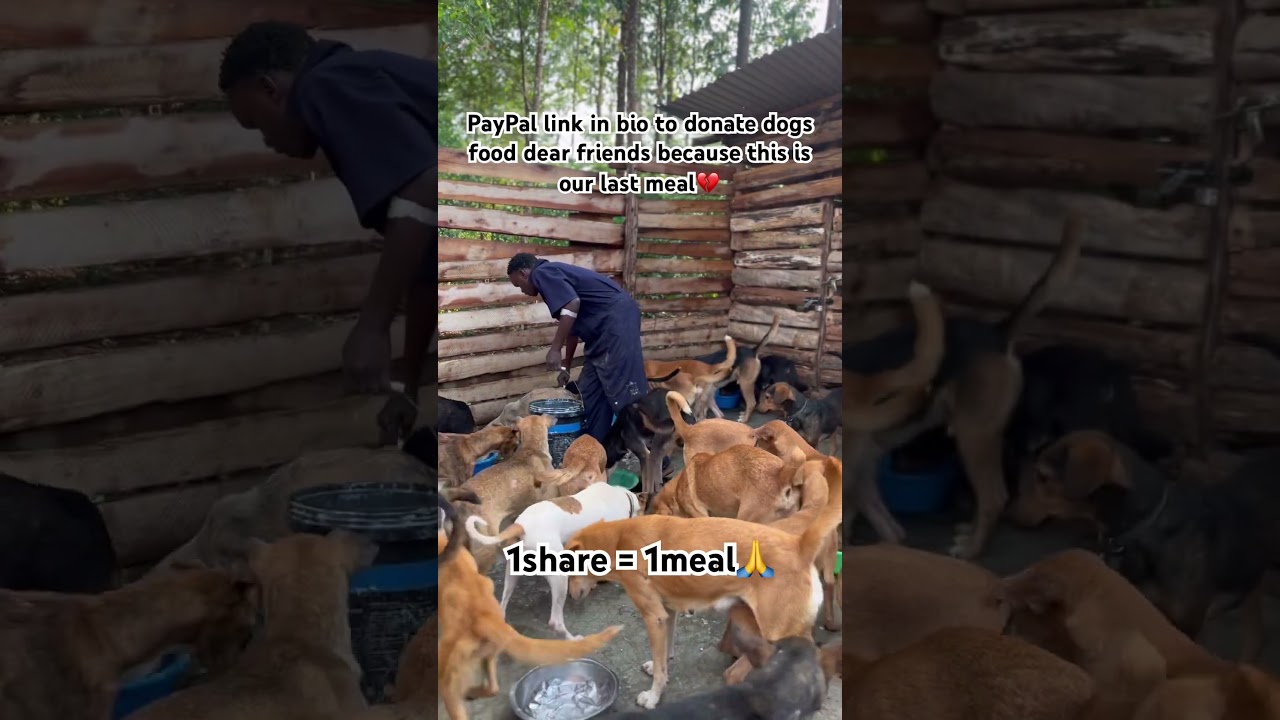 Please don’t scroll without donating dogs food because this is our last meal please 🙏
