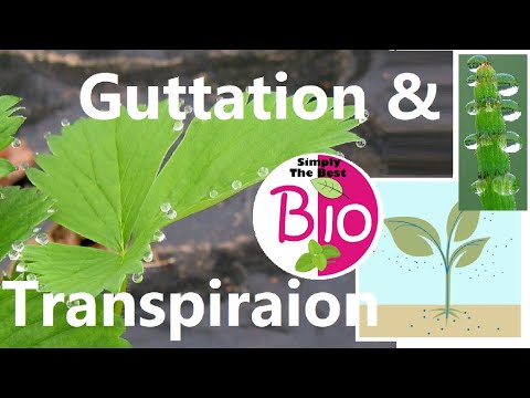 Difference in Transpiration and Guttation by Simply The Best BIO