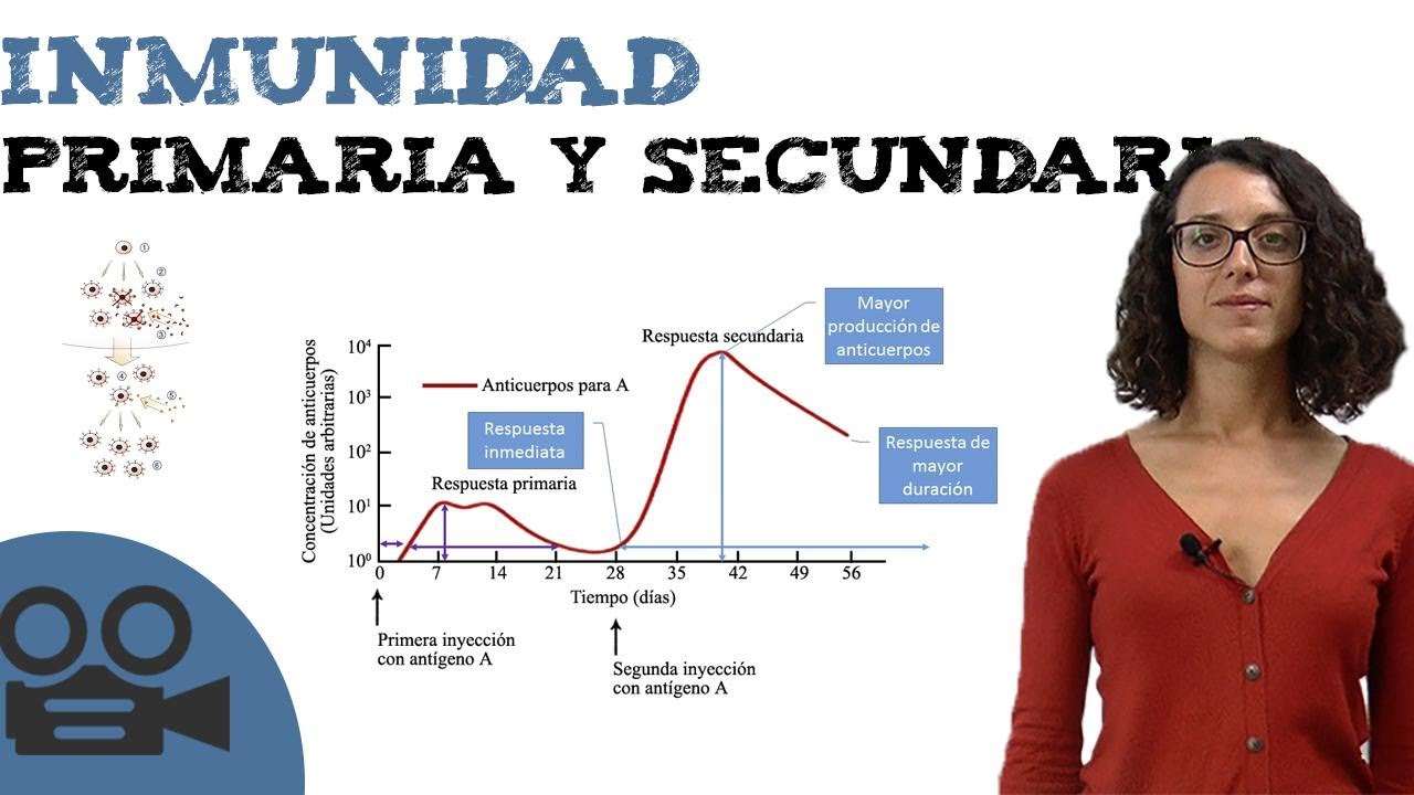 ¿cuáles Son Las Diferencias Entre La Respuesta Inmune Primaria Y