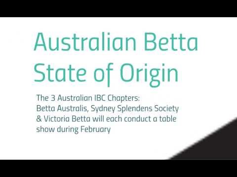 Australian Betta State Of Origin (IBC Betta Splenden and Wild Virtual Show)