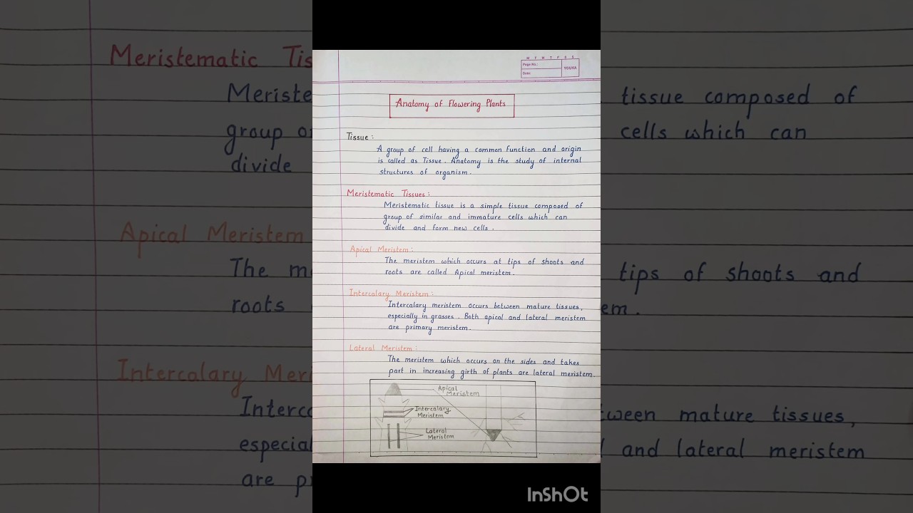 Anatomy of Flowering Plants Notes | Class 11 | Biology | NEET | CBSE | HSC #neet #class11 #neetnotes