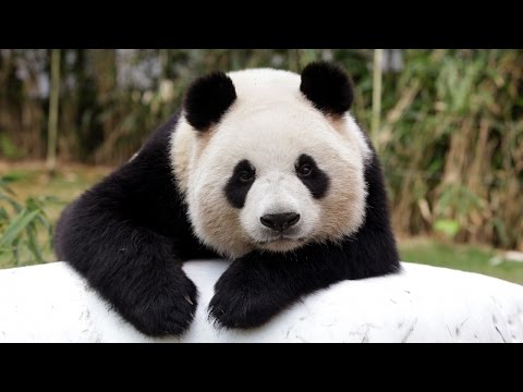 The panda population is perking up
