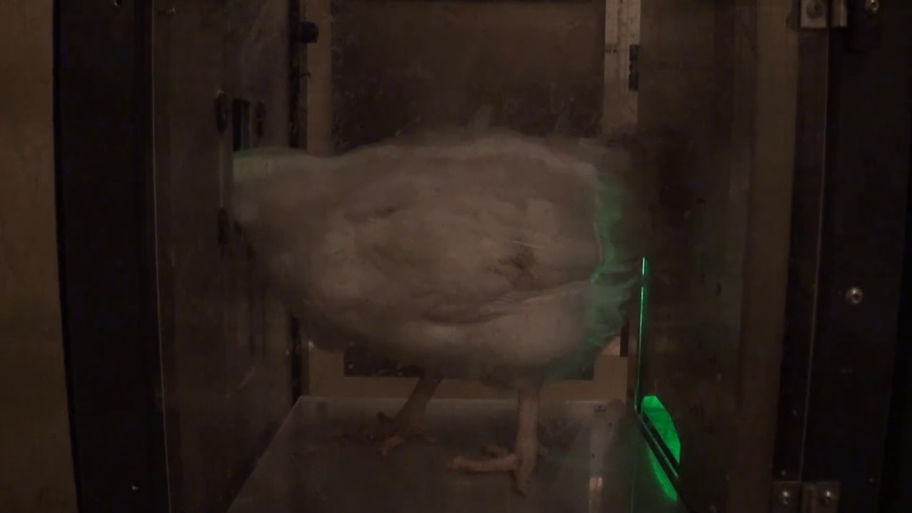 Precision Feeding System 2021