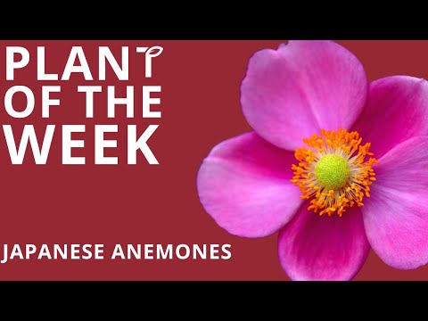 Plant of the Week: Japanese Anemones