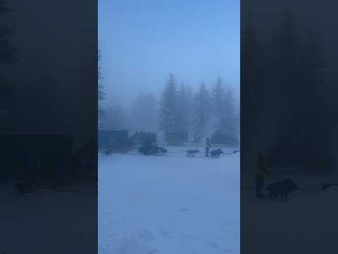 2024 Iditarod kick off @40 blew